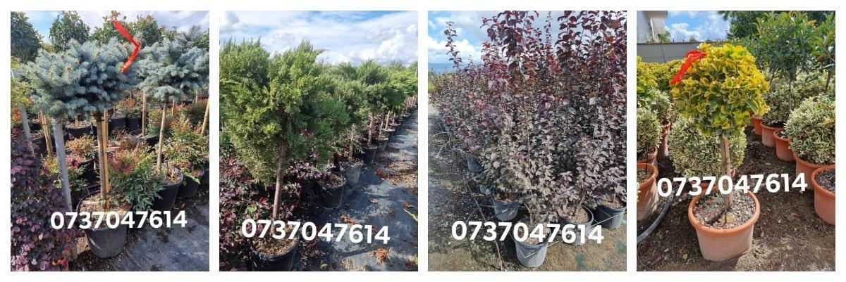 plante decorative Harlau