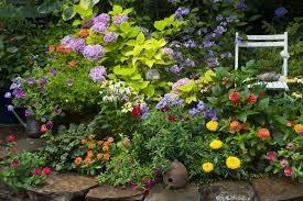 plante decorative Moinesti